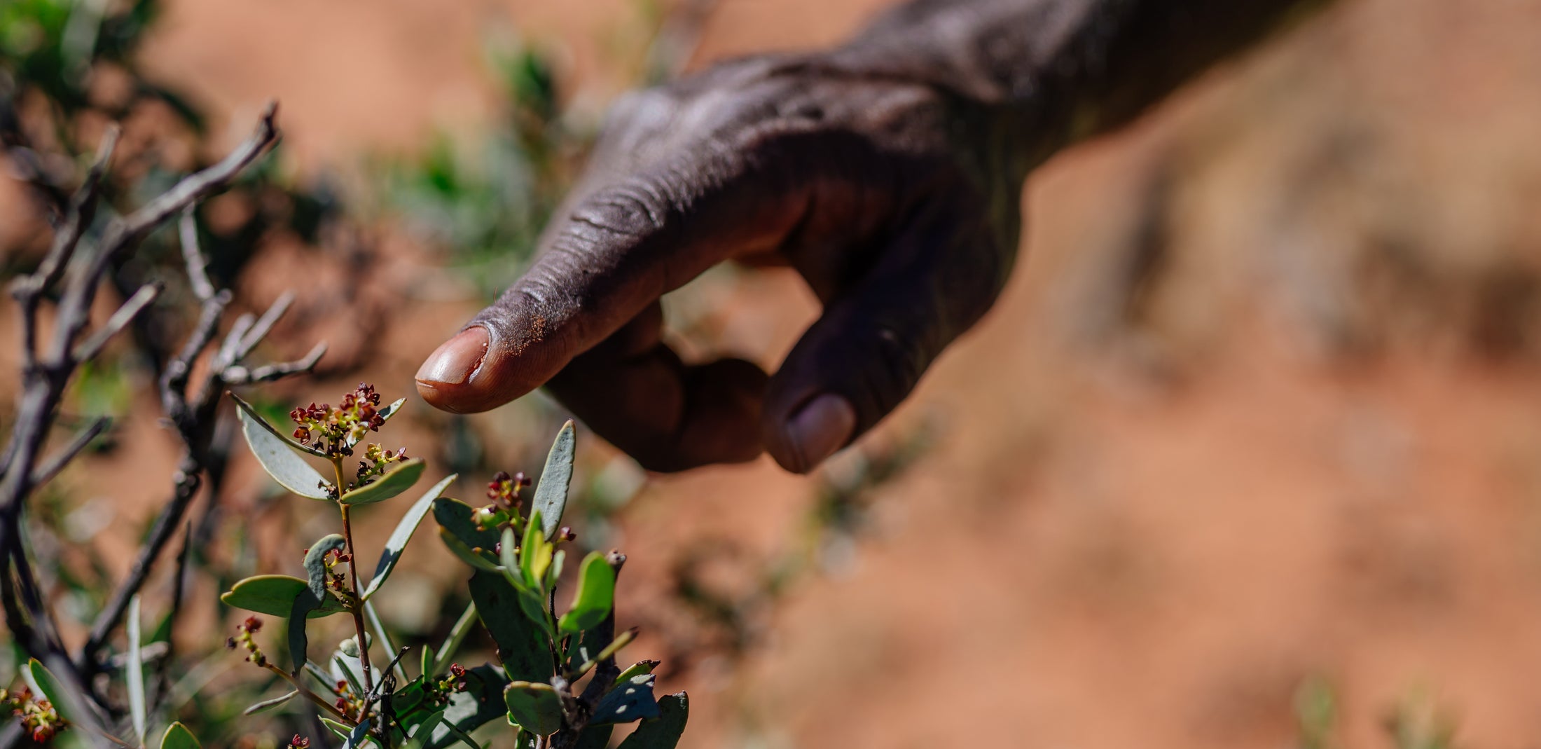 Social Impact at Pura: Fragrance with Integrity