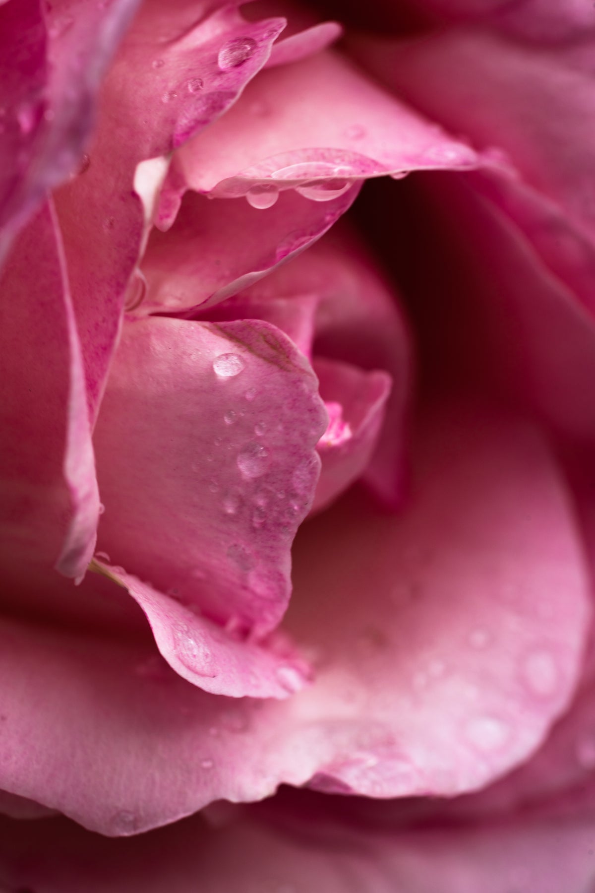 Masala Rose Home Fragrance Diffuser Oil | Powered by Pura